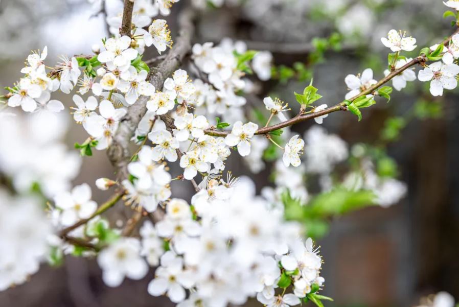 ¿Qué significado tiene la primavera y por qué se la conoce como ...